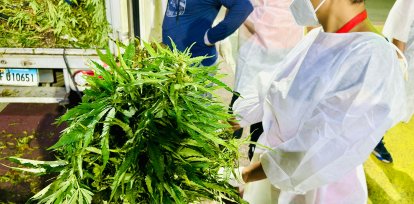 ¿Qué dimensión tenía la siembra de marihuana decomisada en Ocoa?