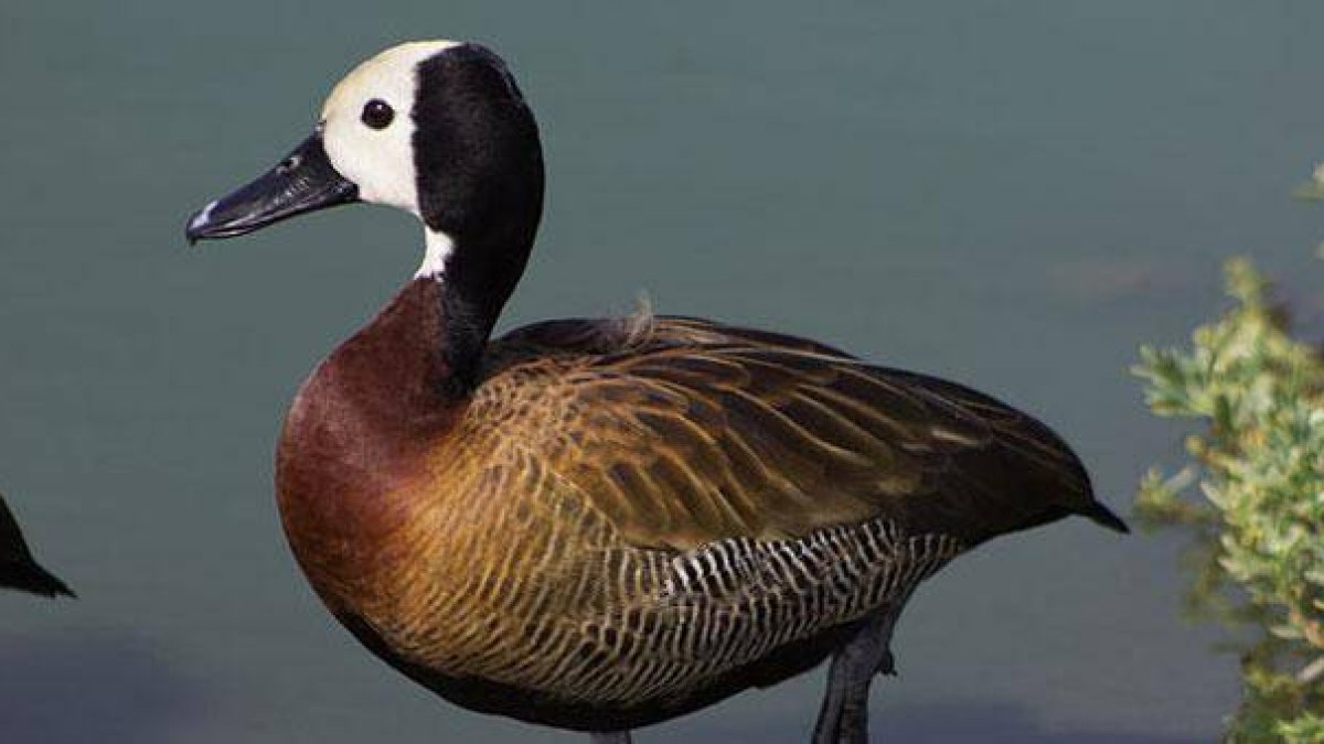 Reportan en Perú el avistamiento de una especie de pato después de 100 años