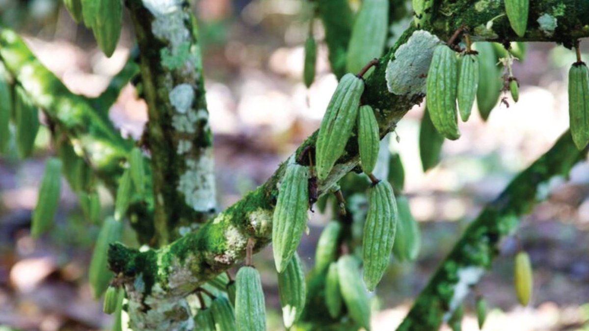 La calidad del cacao RD es alta, pero la productividad es baja