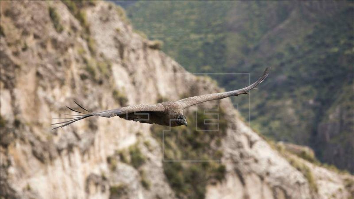 La incógnita del cóndor, el rey de los Andes de Perú