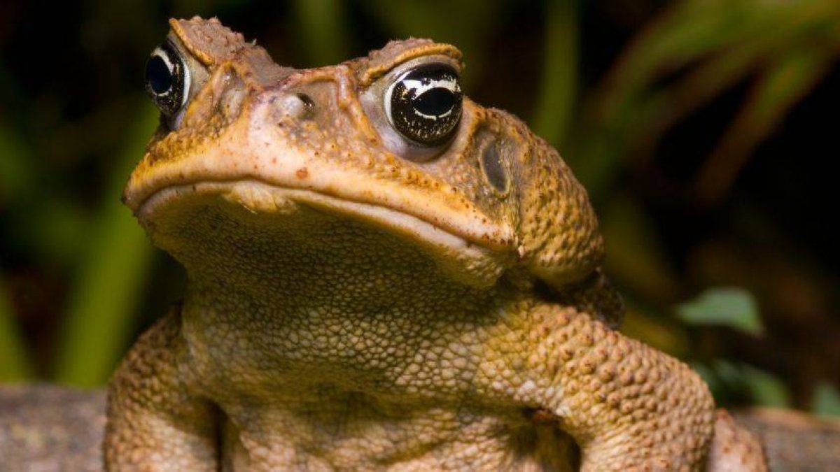 La piel de sapo puede ayudar a curar heridas sin dejar cicatrices ...