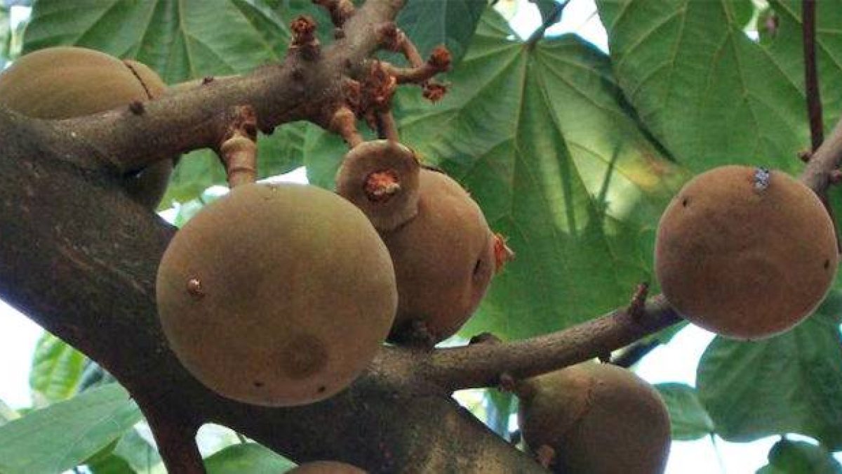 Las propiedades del zapote y 3 recetas para disfrutarlo