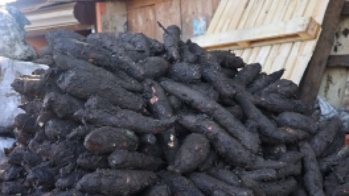 Familias sin opción ante el alto costo del plátano, yuca y guineo