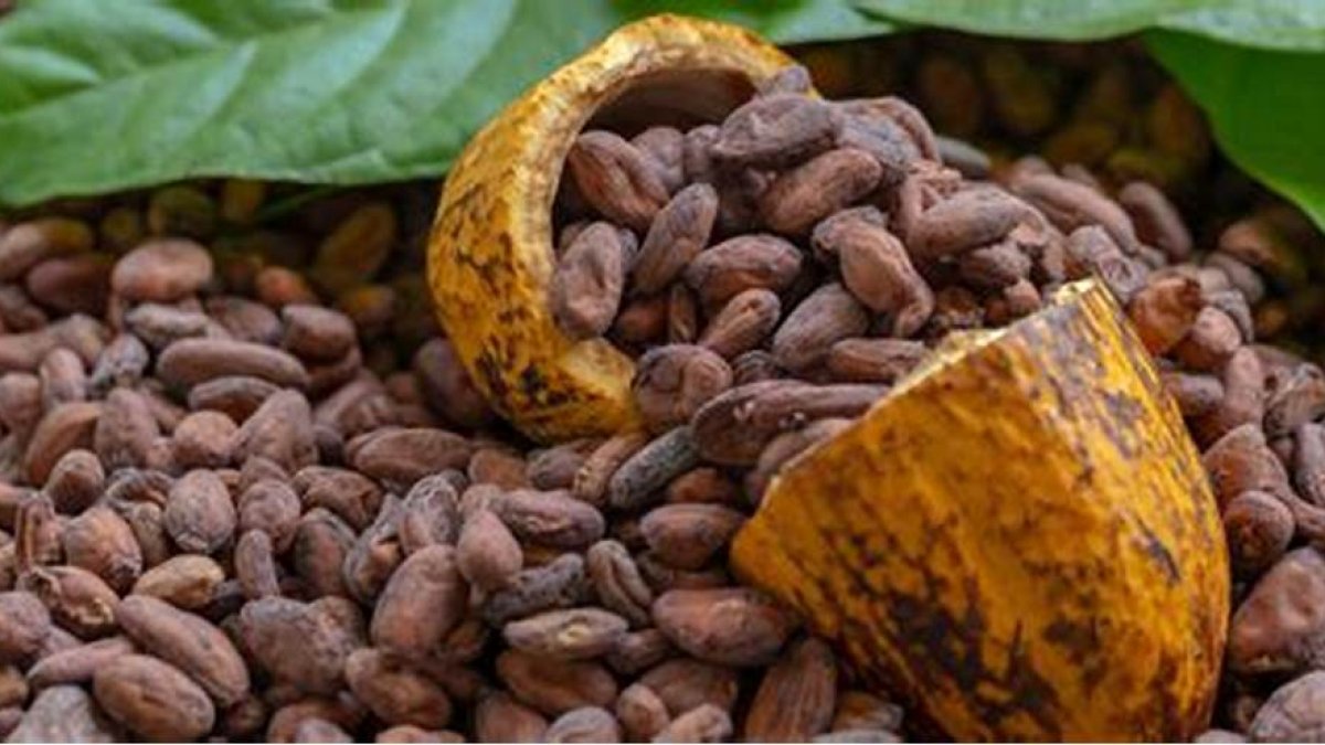 Unión Europea no limita ni pone trabas a cacao de RD