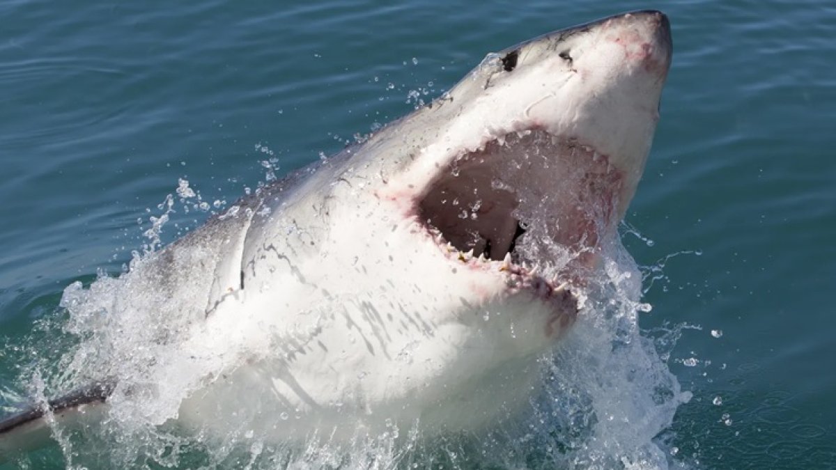 Ya empiezan a aparecer tiburones en el área de NY